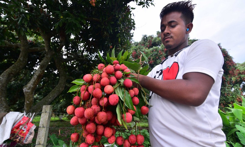Picking ripe litchi in India's Assam state - Global Times
