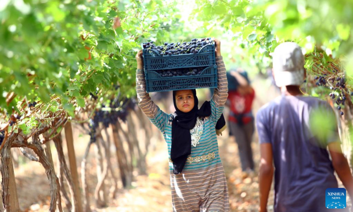 Grapes enter harvest season in Menoufia province, Egypt - Global Times