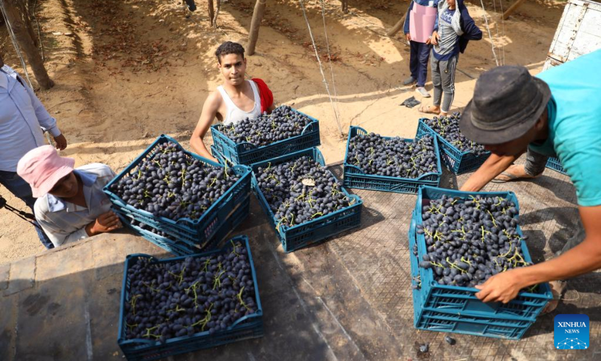 Grapes enter harvest season in Menoufia province, Egypt - Global Times