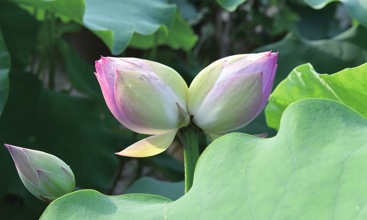 Twin lotus buds - Global Times