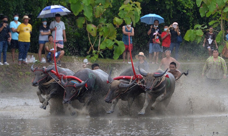 "Amazing" -- Take a look at buffalo racing in Thailand - Global Times
