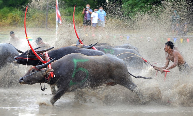 "Amazing" -- Take a look at buffalo racing in Thailand - Global Times