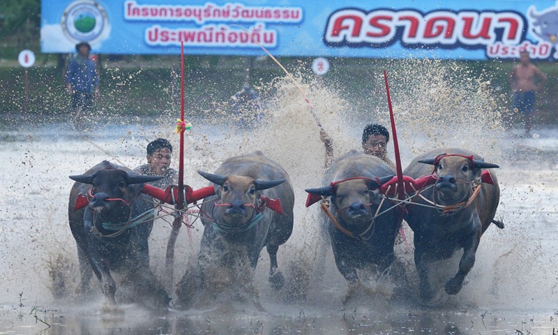 "Amazing" -- Take a look at buffalo racing in Thailand - Global Times