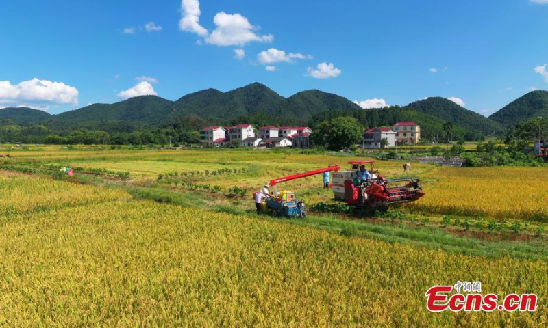 Farmers busy with early rice harvest in Jiangxi - Global Times