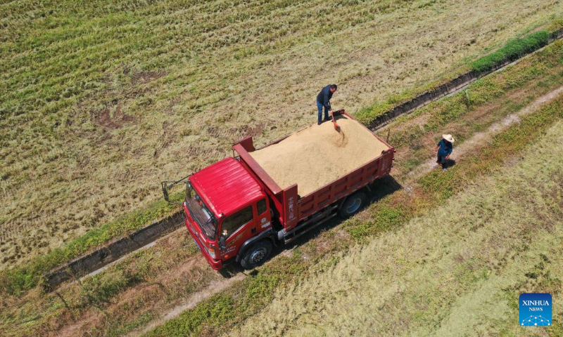 Farmers busy with rice harvest in C China's Hunan - Global Times
