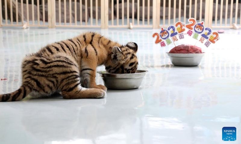 South China tiger cub makes public debut at breeding base in E China ...
