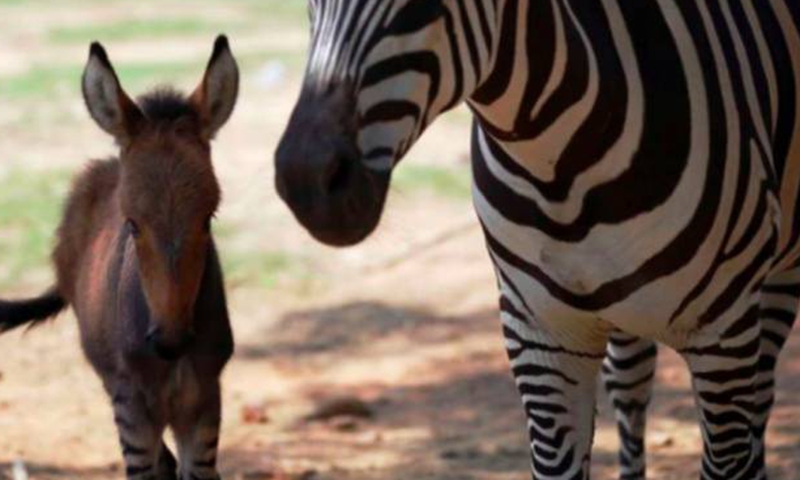 Use a donkey to show it as a zebra? A zoo in C China’s Henan says it is ...