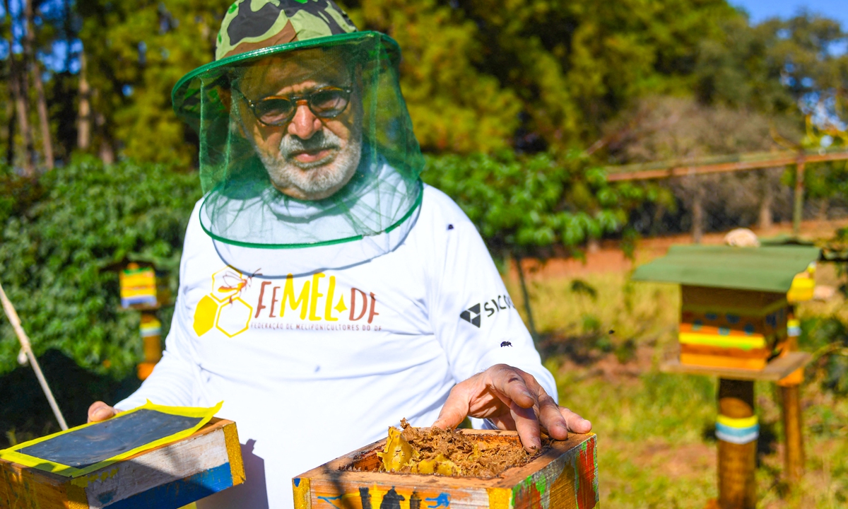 Brazil buzzing over potential of its native bees - Global Times
