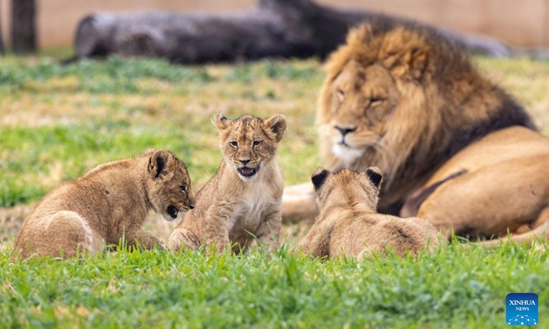 Three lion cubs debut at Taronga Western Plains Zoo in Australia ...
