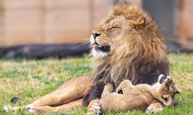 Three lion cubs debut at Taronga Western Plains Zoo in Australia ...