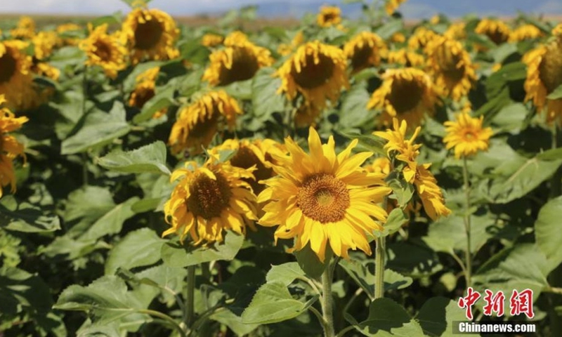 Sunflowers in full bloom in Xinjiang - Global Times