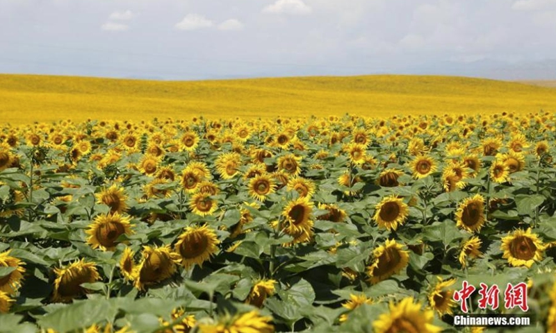 Sunflowers in full bloom in Xinjiang - Global Times