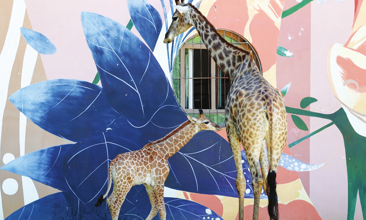 The first giraffe in captivity - Global Times