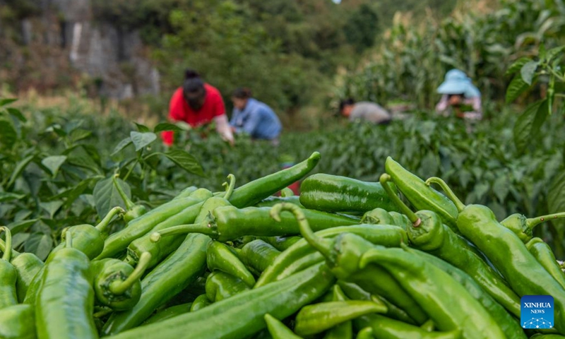 Villagers busy with farm work in SW China's Guizhou as summer fades ...
