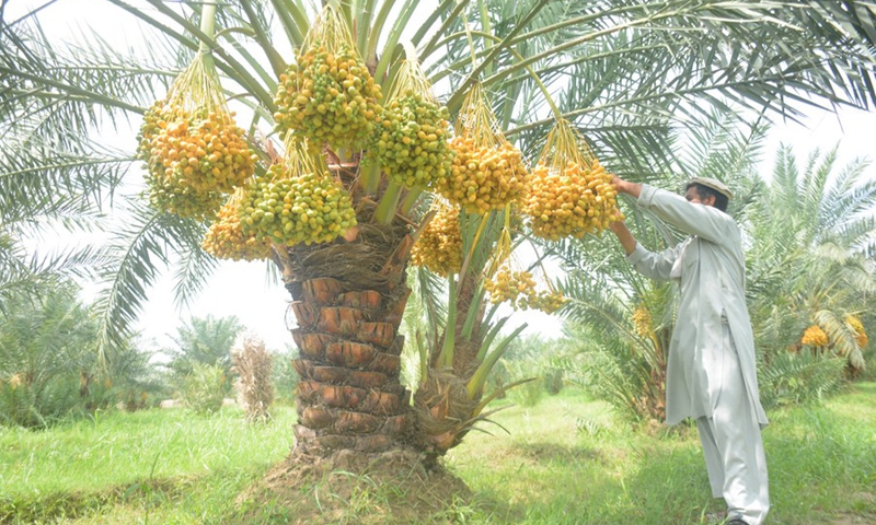 Afghan farmers harvest dates - Global Times