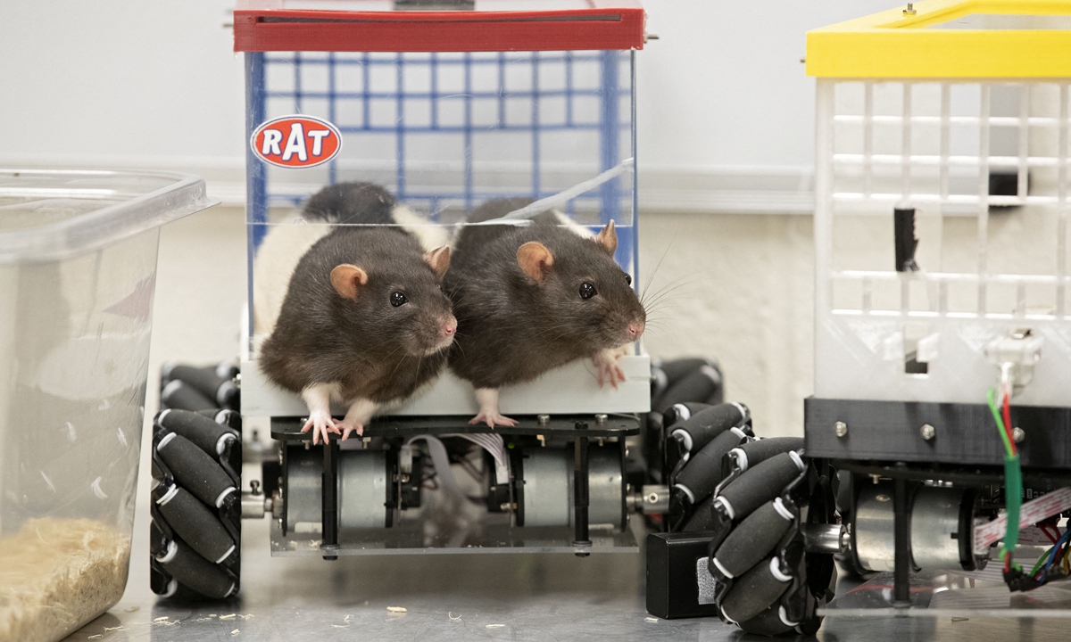 What rodent drivers can teach people about mental health - Global Times