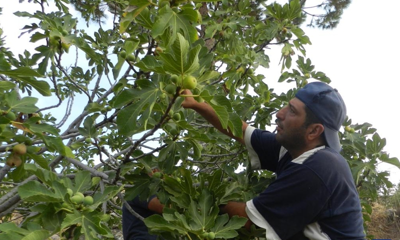 Farmers harvest figs in southern Lebanon - Global Times