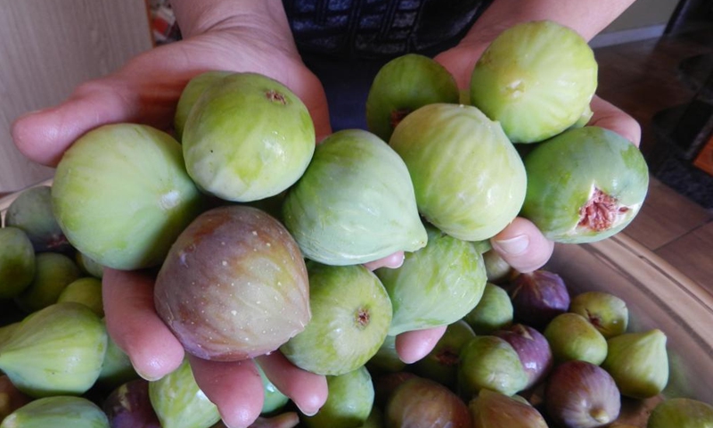 Farmers harvest figs in southern Lebanon - Global Times