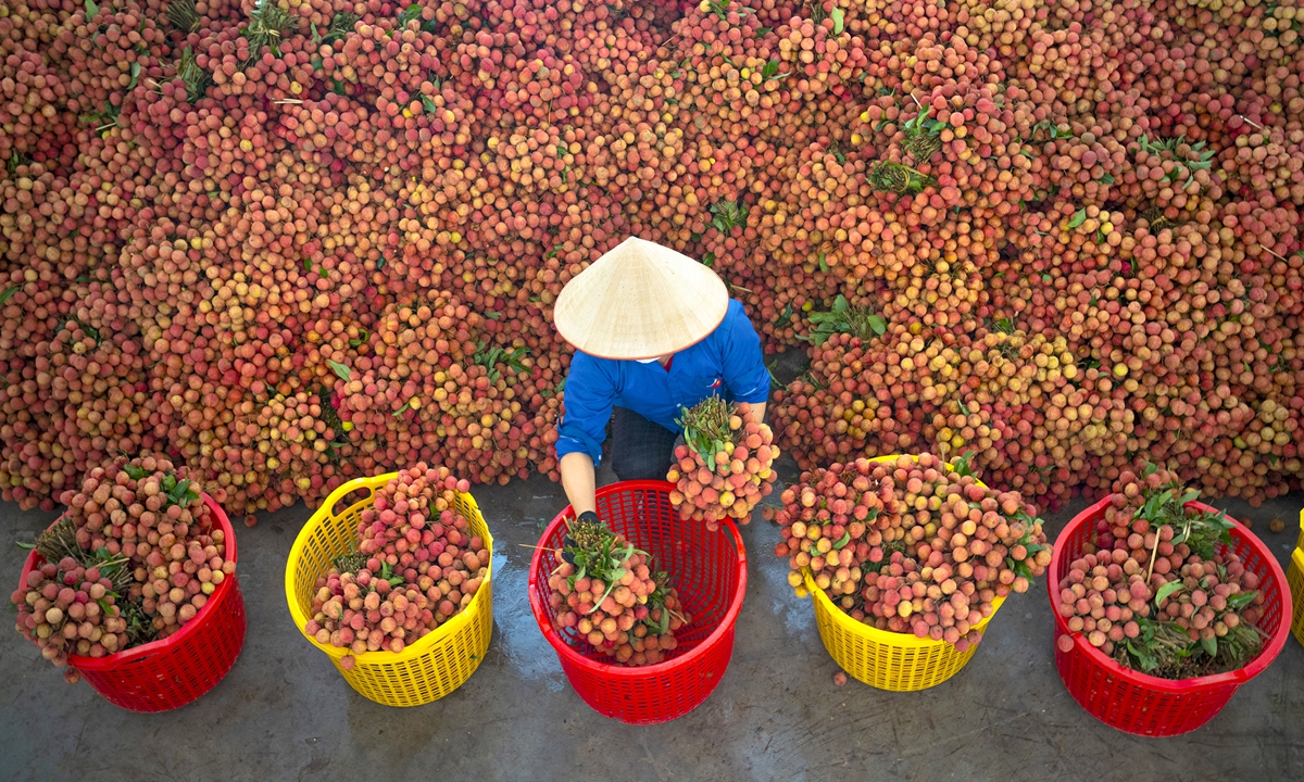 The joy of harvest - Global Times