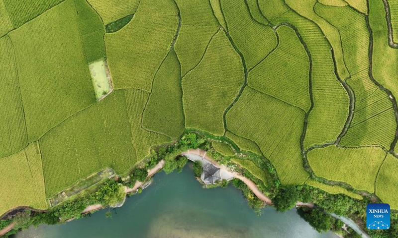 View of paddy fields in Guiyang, SW China's Guizhou - Global Times