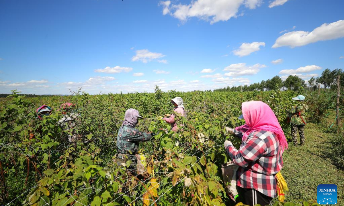 Farmers harvest raspberries in NE China's Liaoning - Global Times