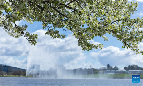 Blooming flowers in early spring in Canberra, Australia - Global Times