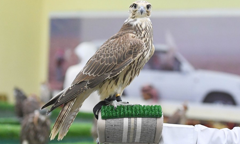 Falcon enthusiasts flock to major exhibition in Riyadh - Global Times