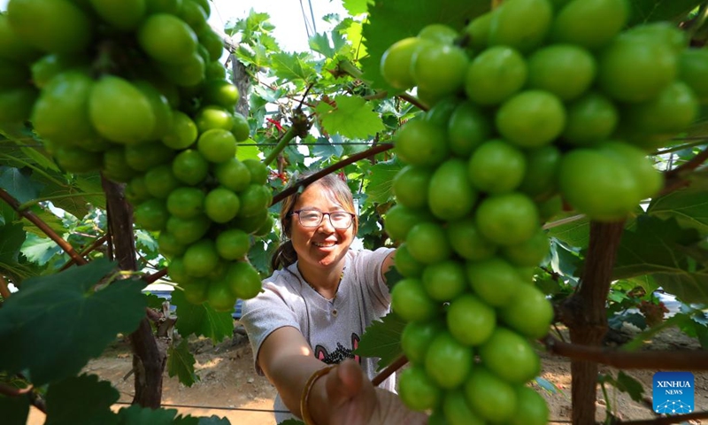Grapes in NE China's Liaoning enters harvest season - Global Times