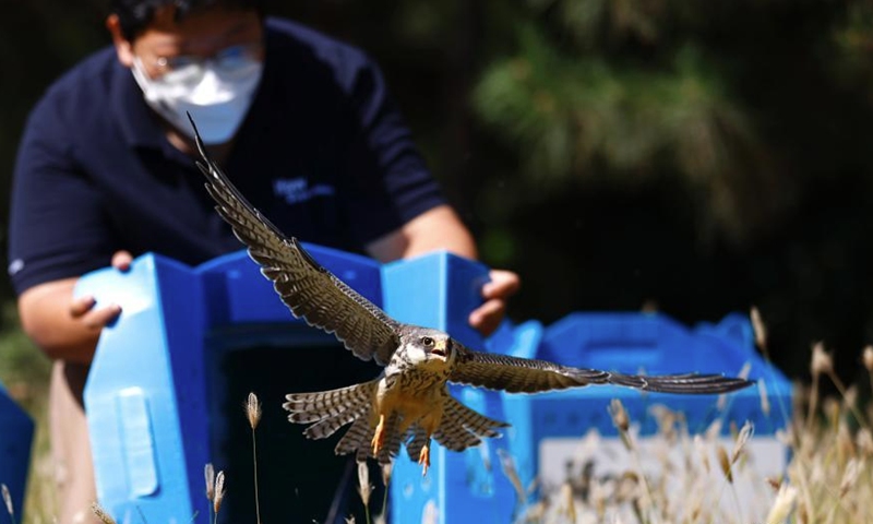 Recovered raptors released to wild in Beijing - Global Times