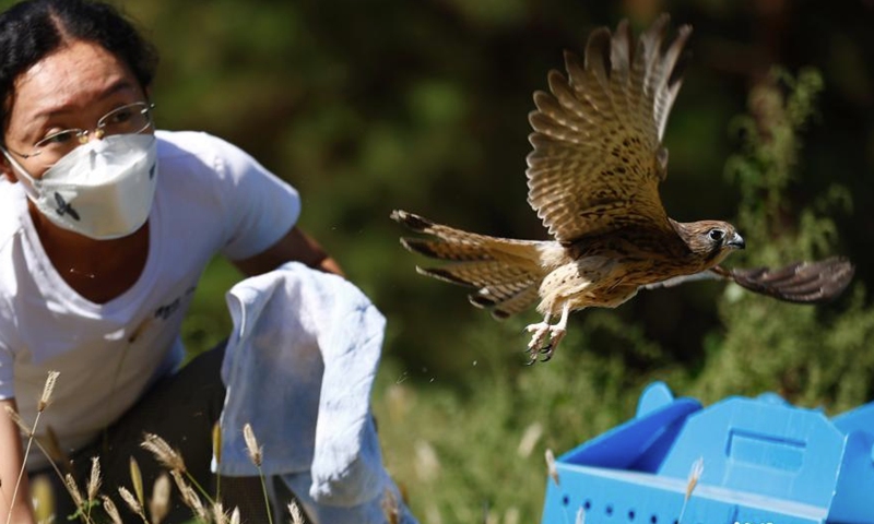 Recovered raptors released to wild in Beijing - Global Times