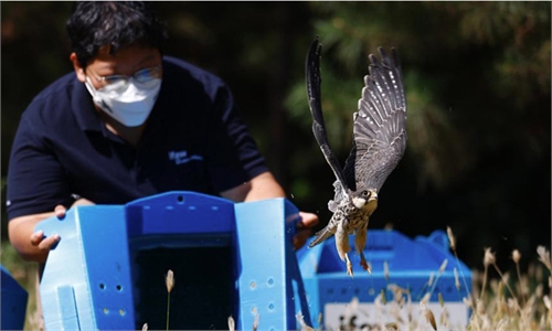 Recovered raptors released to wild in Beijing - Global Times
