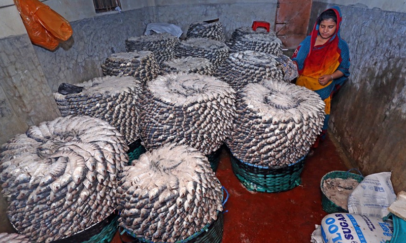 Bangladesh's national fish Hilsa in Chattogram - Global Times