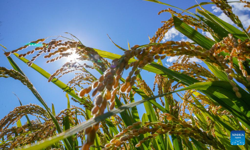 Autumn harvest starts at NE China's Jilin - Global Times