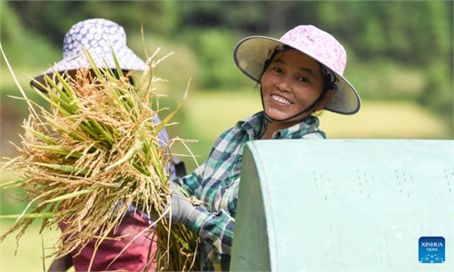 Rice-fish production base greets busy harvest in Rongshui, S China's ...