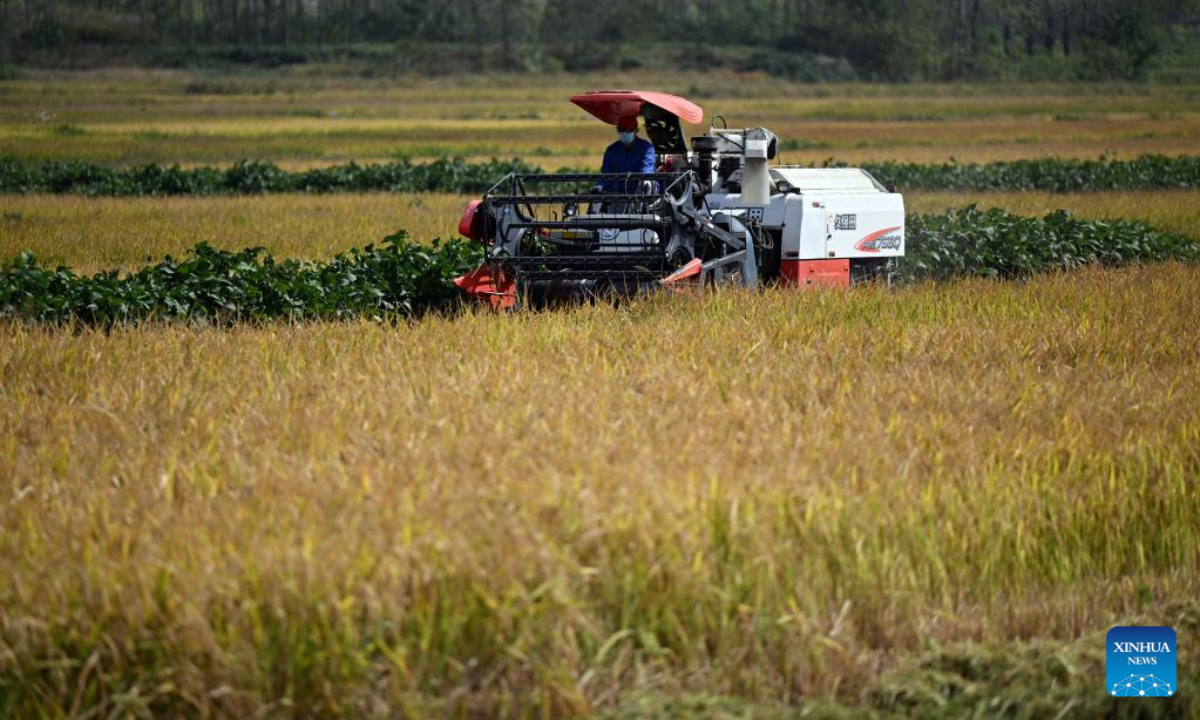 Paddy harvested in Hefei, E China's Anhui - Global Times