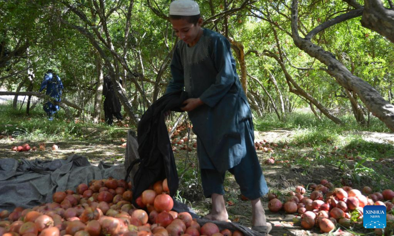 Farmers harvest pomegranates at orchard in Afghanistan - Global Times