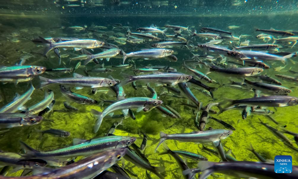 Protecting indigenous fish in Yunnan - Global Times