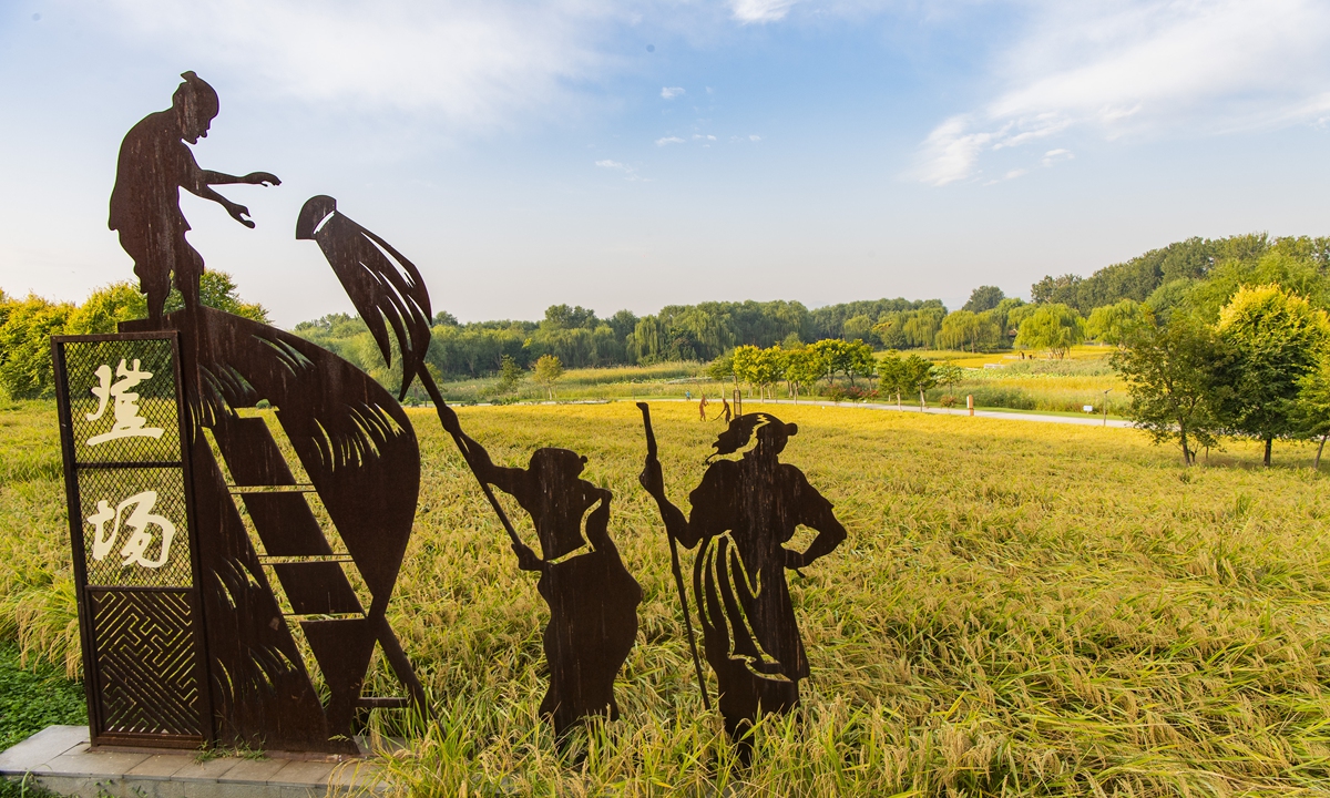 Jingxi rice - Global Times