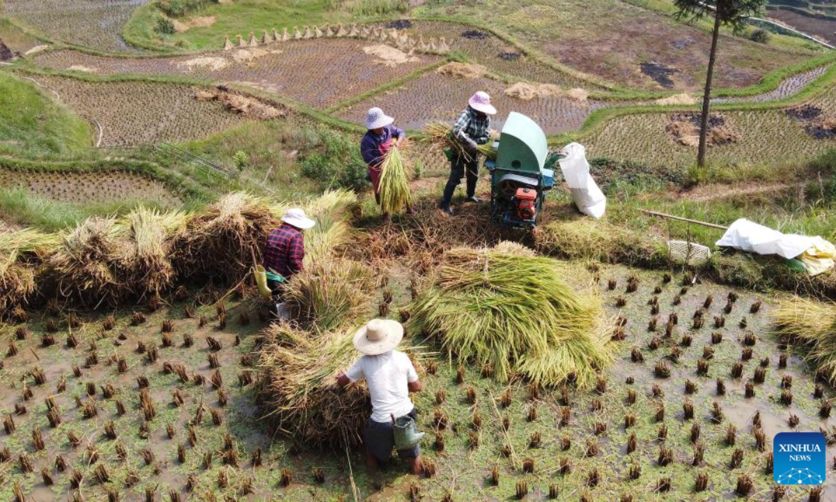 Rice-fish production base greets busy harvest in Rongshui, S China's ...