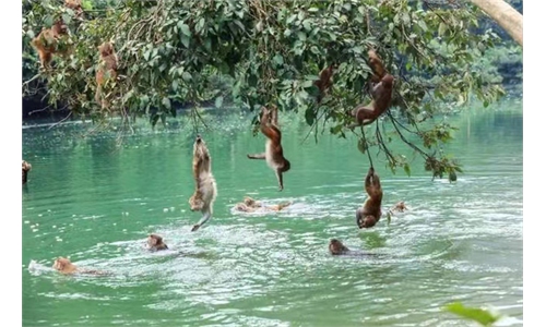 Hundreds of monkeys swim across the water in South China - Global Times