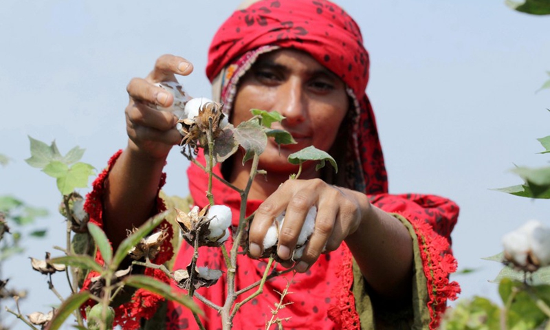 Cotton harvest starts in Pakistan - Global Times