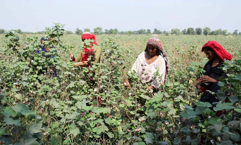 Cotton harvest starts in Pakistan - Global Times