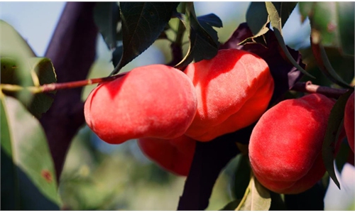 E-commerce brings peachy life for Beijing's peach farmers - Global Times