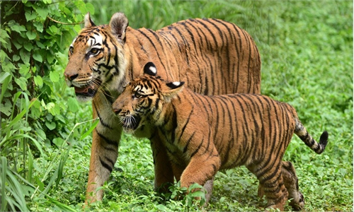 A Shared Planet - World Animal Day observed across the globe - Global Times