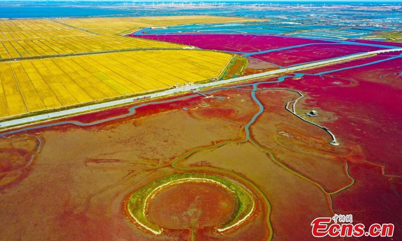 Autumn colors add beauty to rice field in N China - Global Times