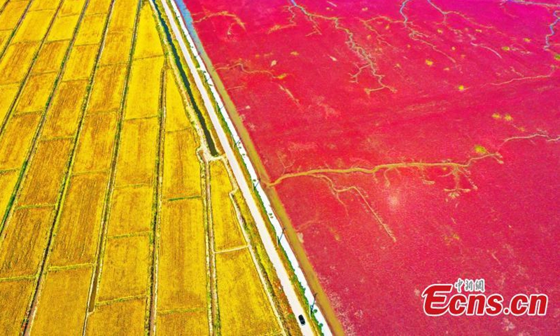 Autumn colors add beauty to rice field in N China - Global Times