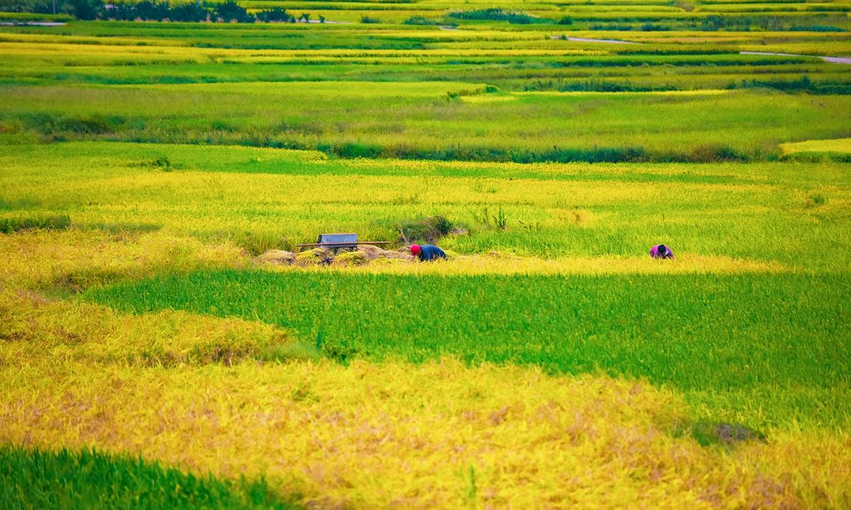 Ready for harvesting - Global Times