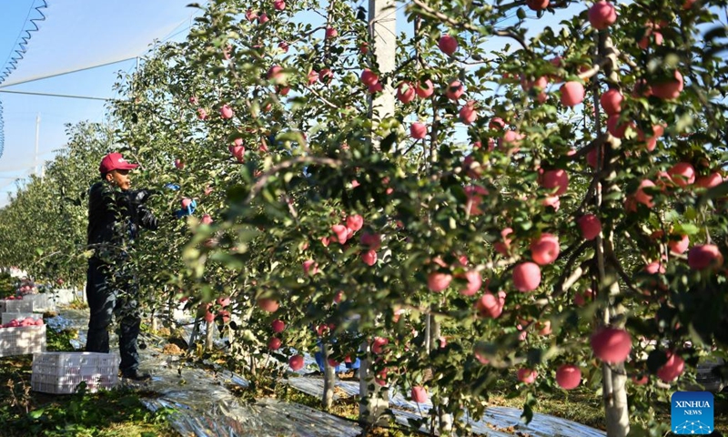 Apples harvested in Luochuan County, NW China's Shaanxi - Global Times