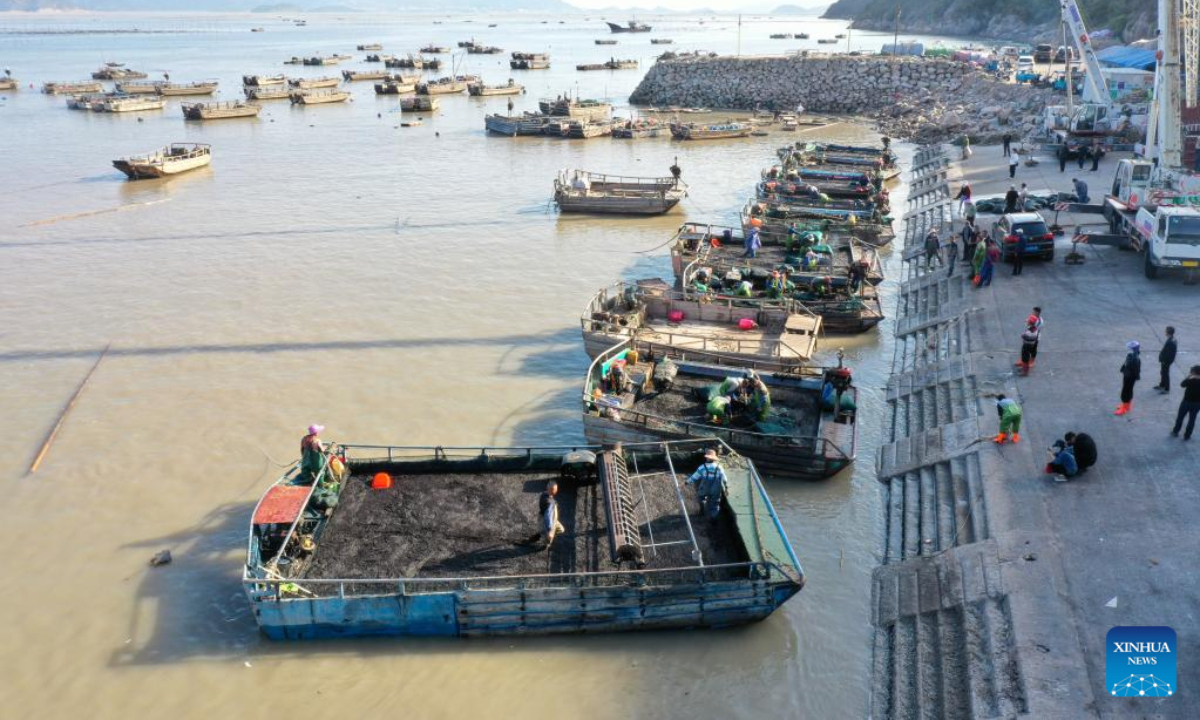 Fishers harvest laver in Xiapu, SE China's Fujian - Global Times