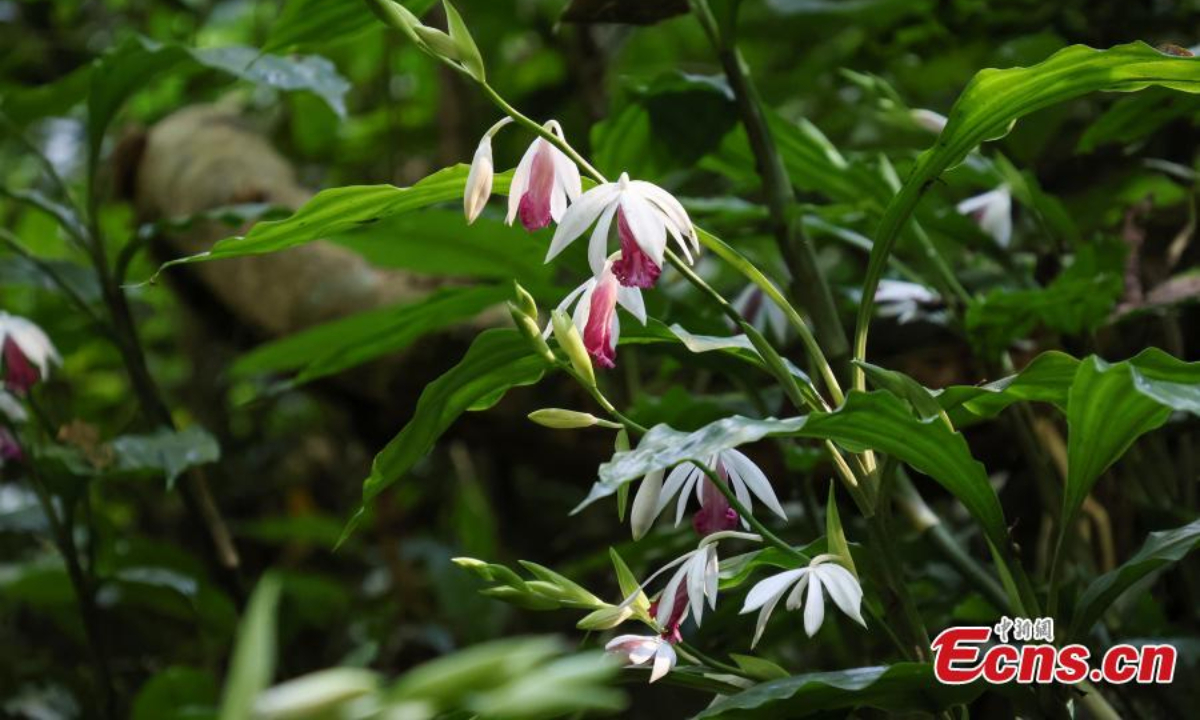 Large population of nun's-hood orchid found in Guangxi - Global Times